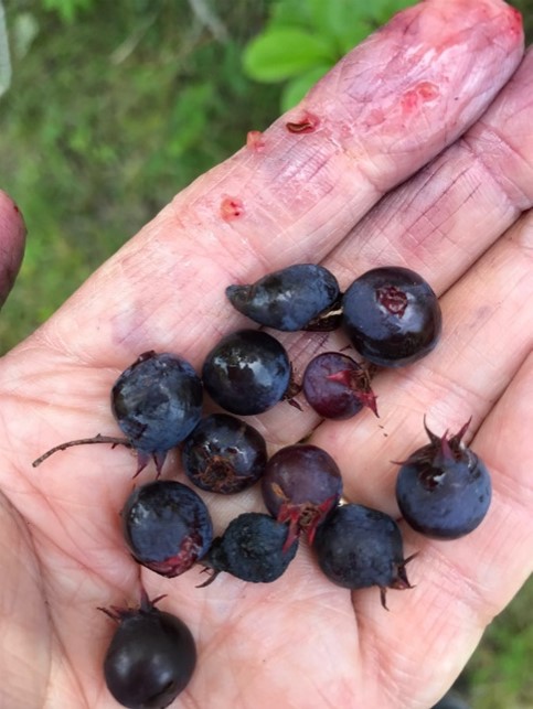 Throwback Thursday – Mad About Shad – Montauk Library